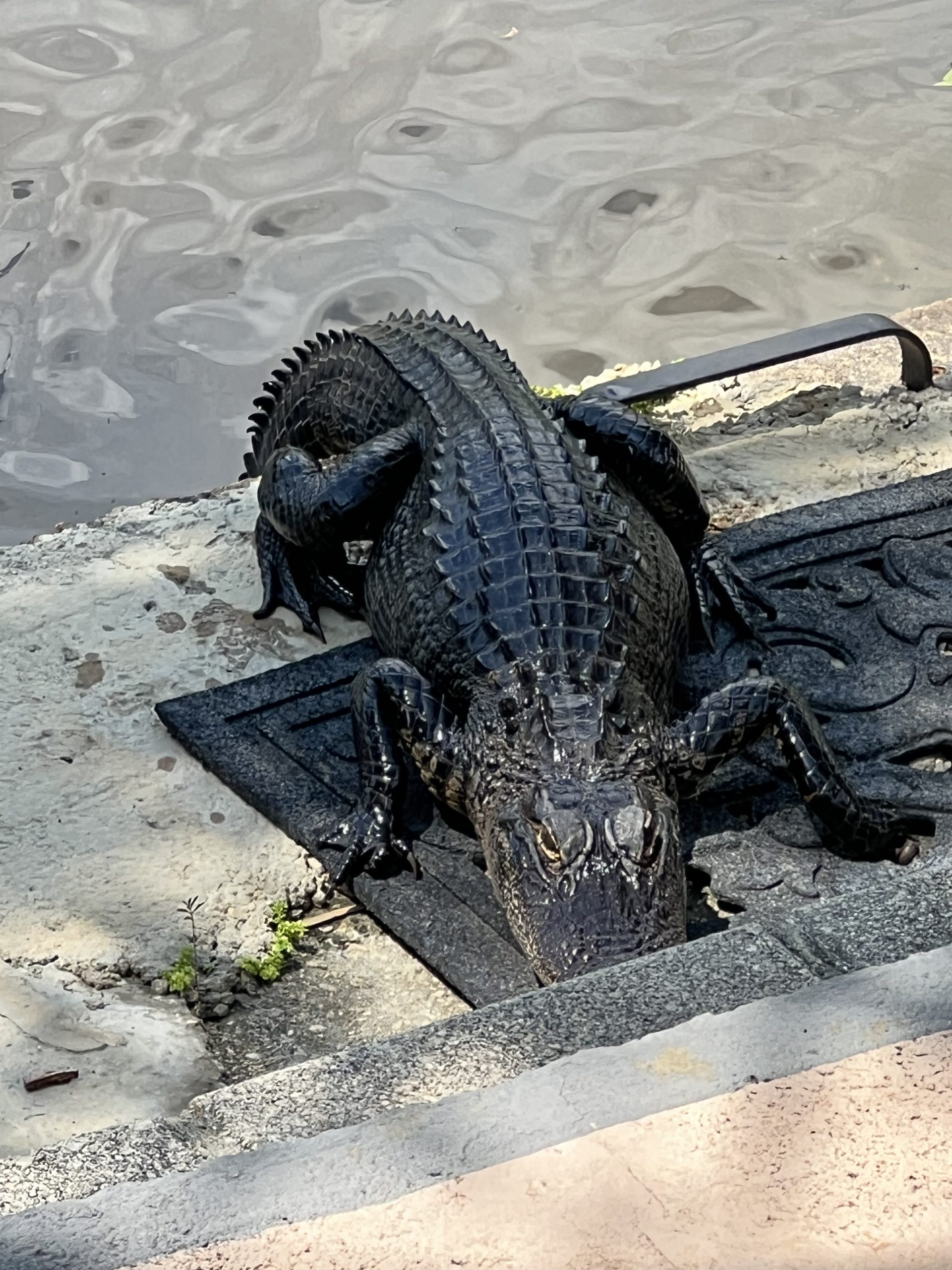 Spike the Alligator - Primo Peddler